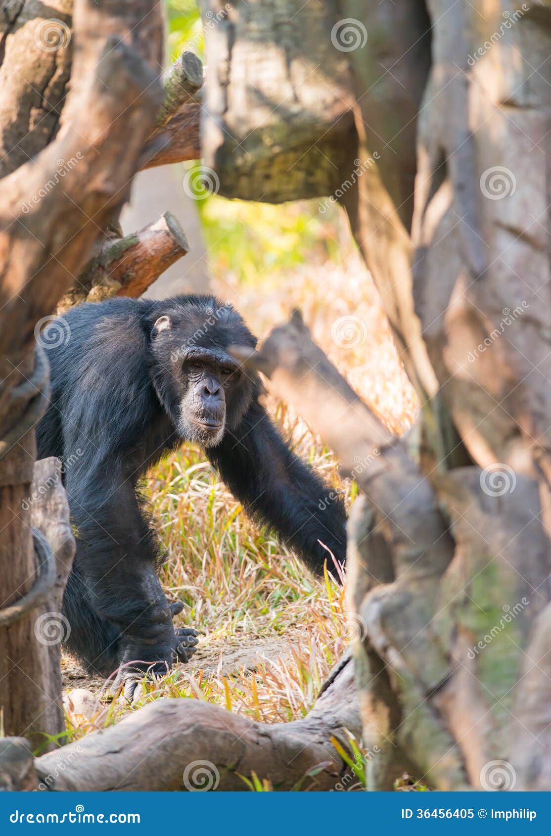 Chimpanzee stock image. Image of black, monkey, forest - 36456405