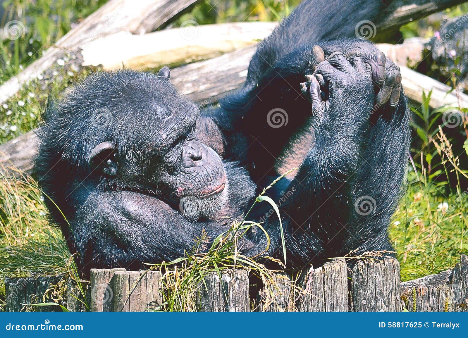 Chimpanzee stock image. Image of cute, relaxing, monkey - 58817625