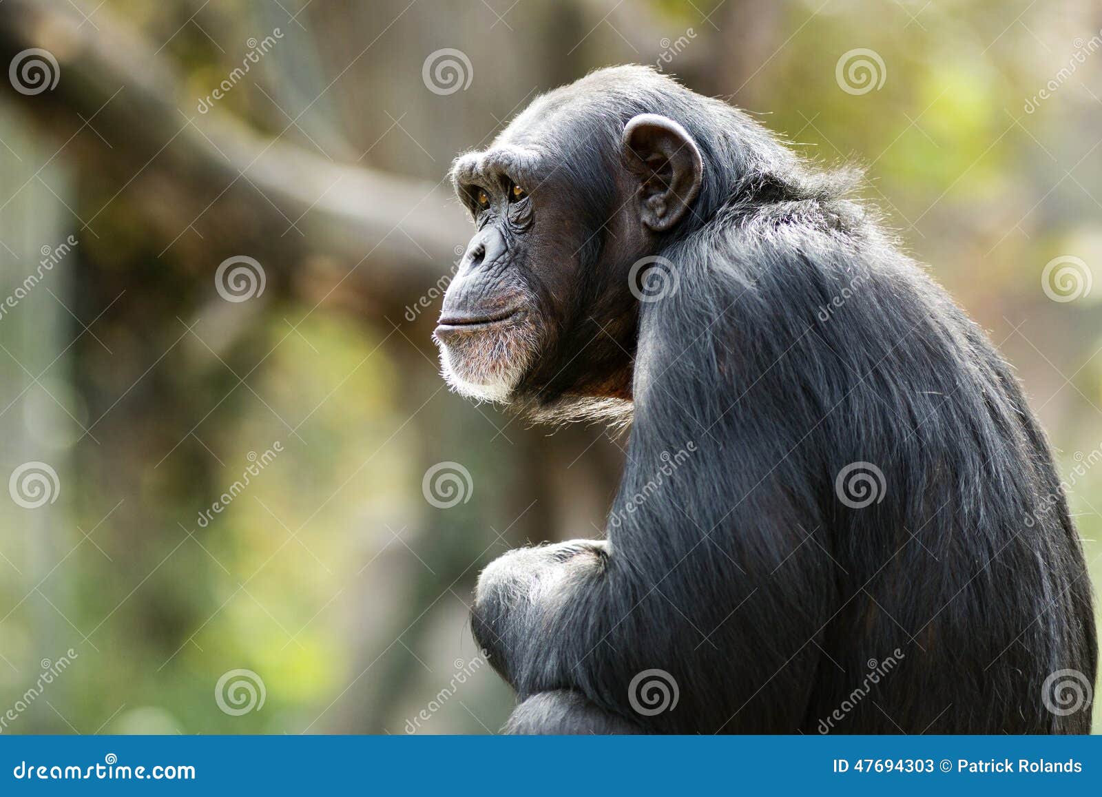 Chimpanzee Daydreaming stock image. Image of thinking - 47694303