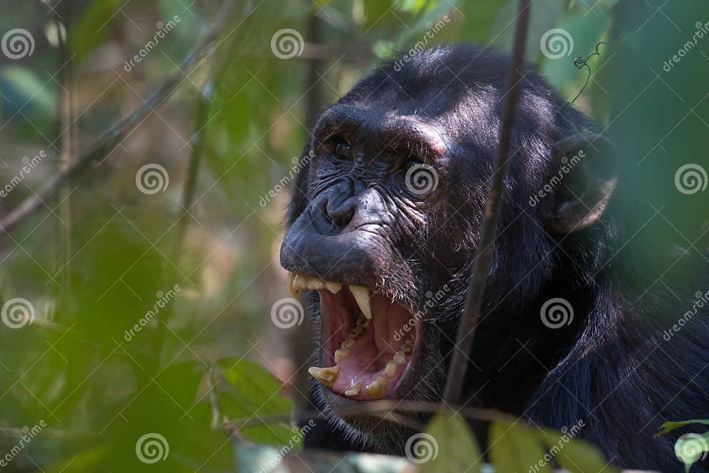 Chimpanzee Displaying Teeth Stock Photo - Image of display, tanzania ...