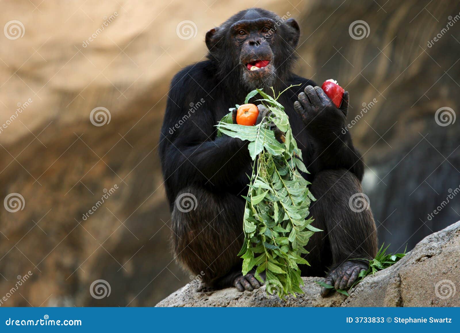 Chimpanzee eating an apple stock image. Image of father - 3733833