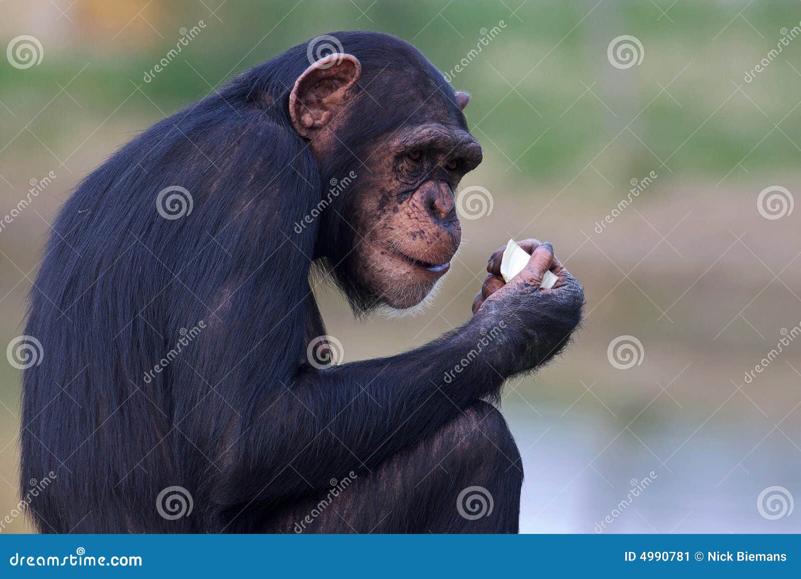 Chimpanzee eating an apple stock image. Image of monkey - 4990781