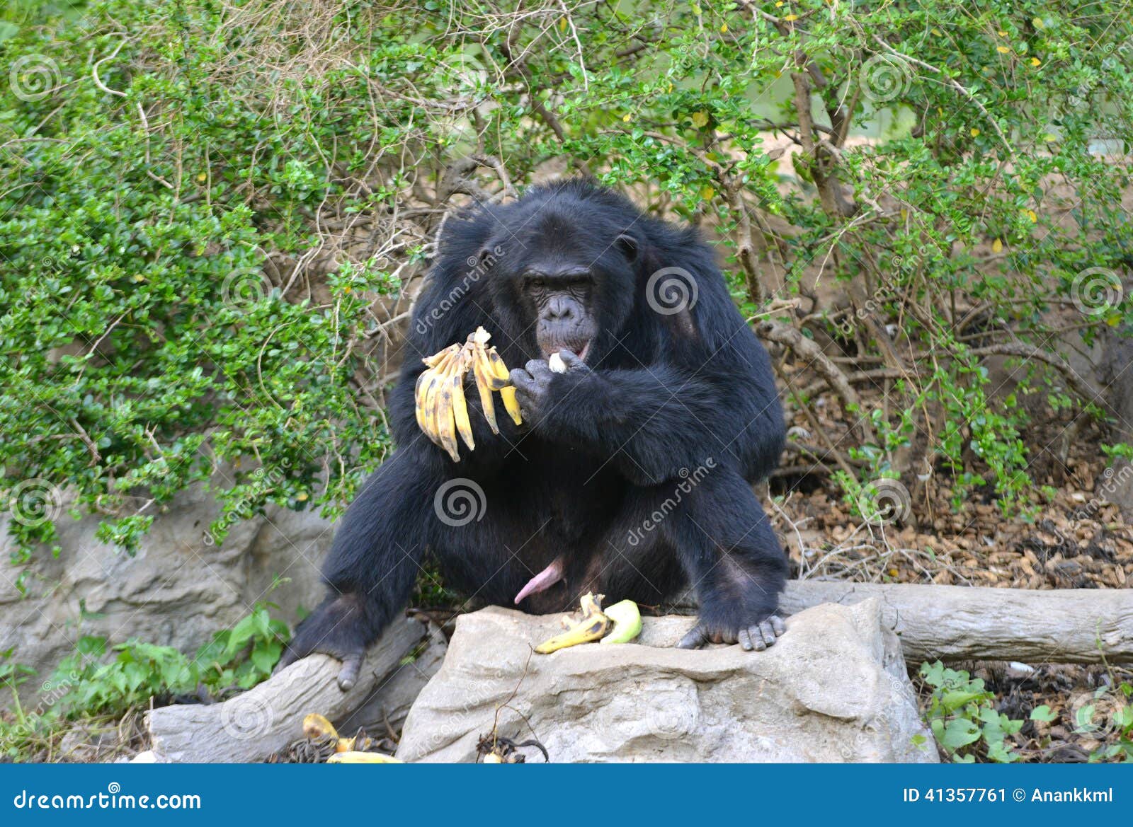 Chimpanzee stock image. Image of monkey, chimpanzee, primate - 41357761