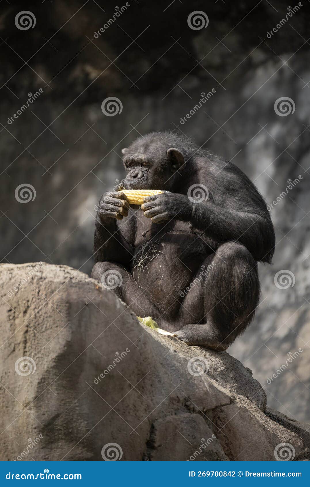 Chimpanzee Eating an Ear of Corn Stock Photo - Image of whilte ...