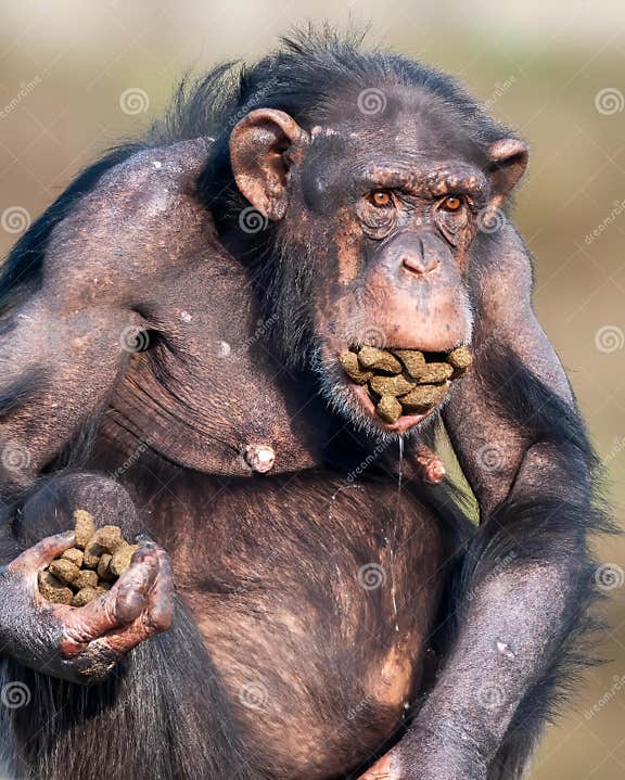 Chimpanzee Eating and Gnawing on Nuts. Stock Image - Image of animal ...