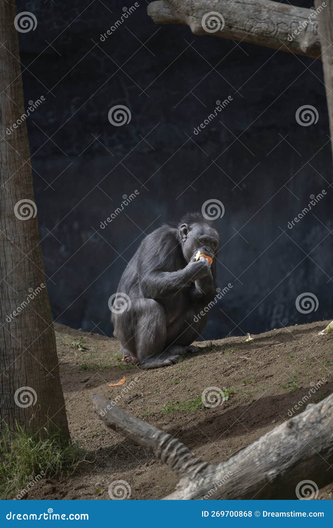 Chimpanzee Eating an Orange Stock Photo - Image of chimp, jungle: 269700868