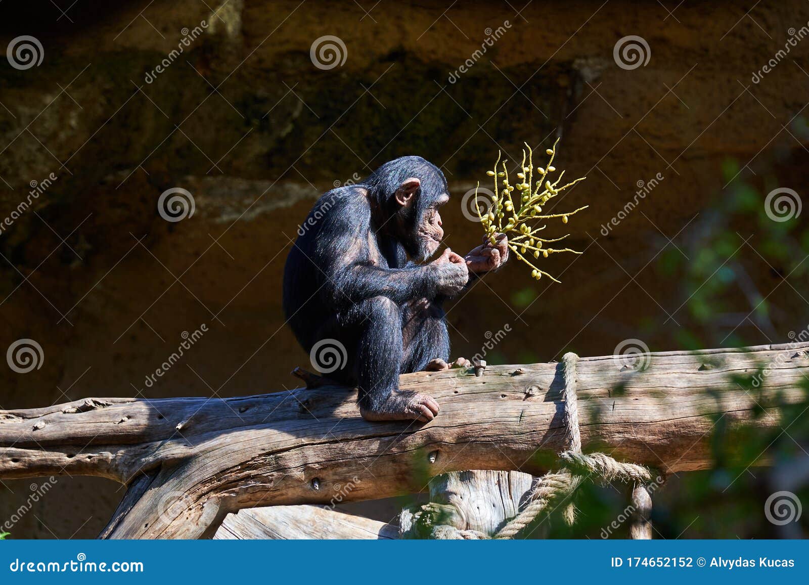 Chimpanzee Eats Leaves from a Tree Branch Stock Photo - Image of ...