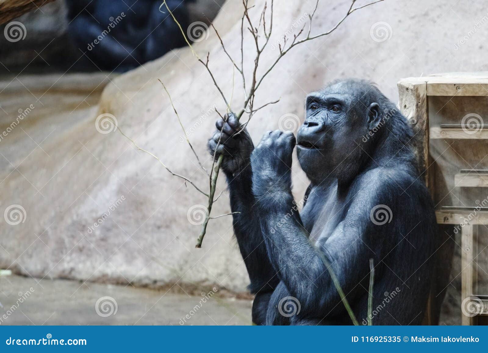 Chimpanzee Eats Leaves from a Tree Branch Stock Image - Image of active ...