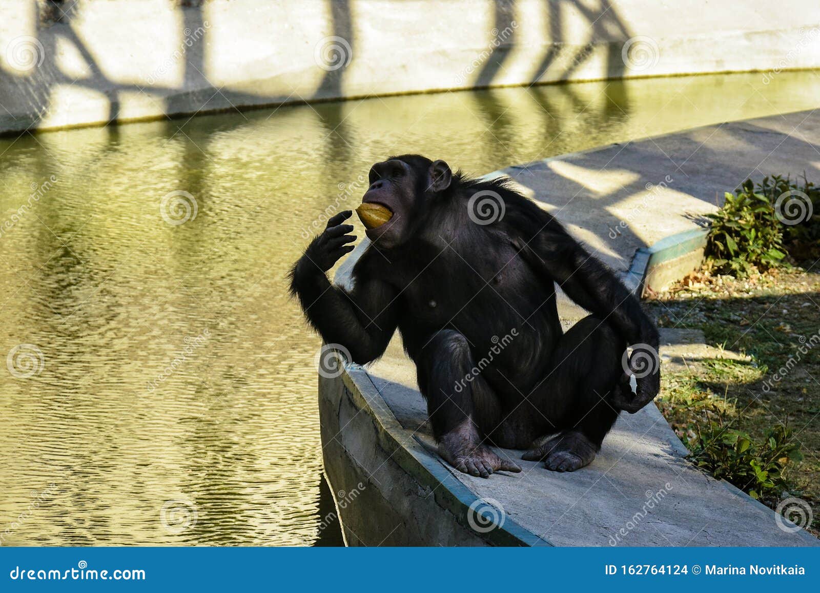 Chimpanzee Eats a Piece of White Bread. a Monkey is Sitting on the ...