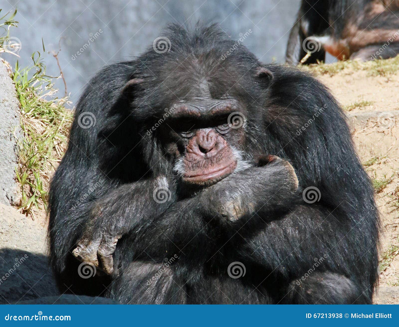 Chimpanzee stock photo. Image of expression, female, interacting - 67213938