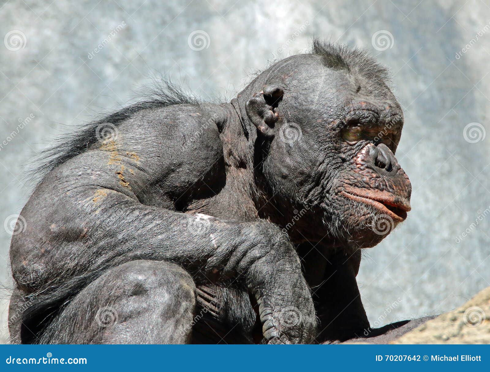 Chimpanzee stock photo. Image of front, black, animal - 70207642