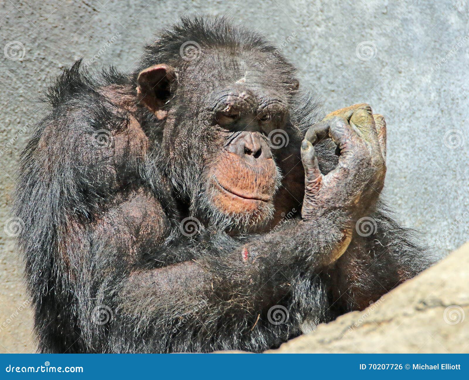 Chimpanzee stock photo. Image of expression, chimpanzee - 70207726