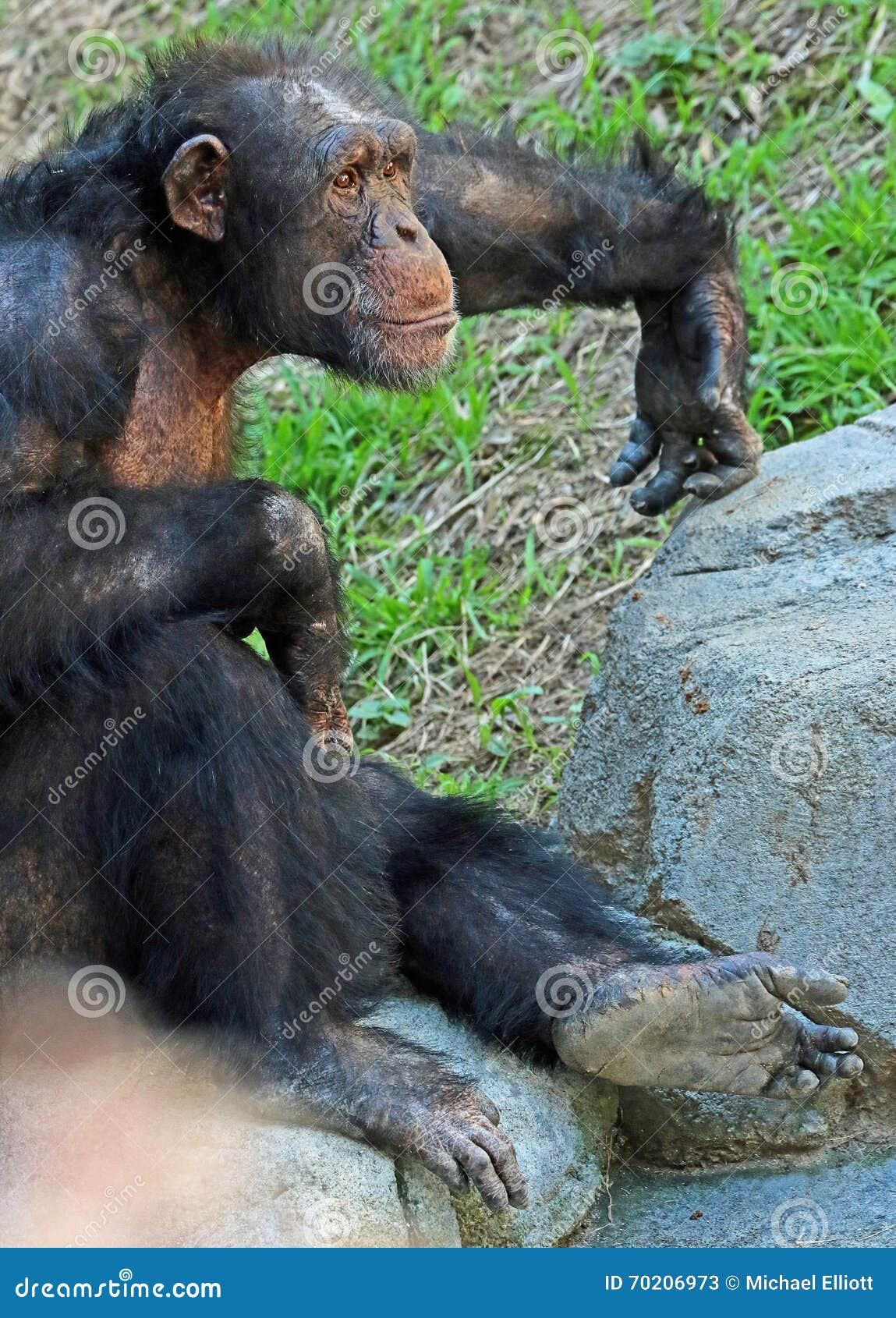 Chimpanzee stock image. Image of feet, chimpanzee, chimp - 70206973