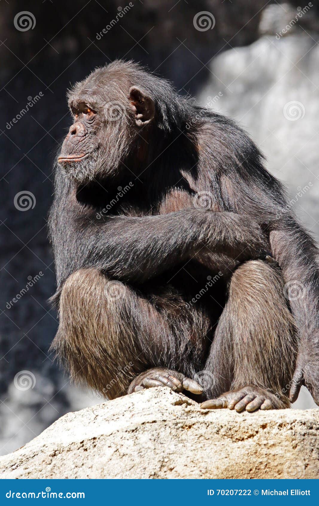 Chimpanzee stock photo. Image of cute, chimp, furry, ears - 70207222