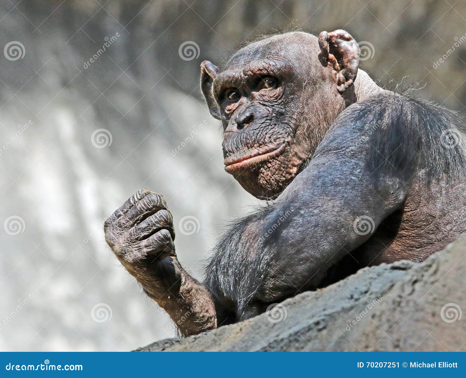 Chimpanzee stock image. Image of limbs, folded, looking - 70207251