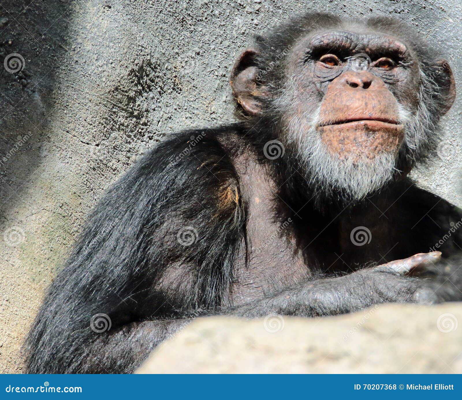 Chimpanzee stock photo. Image of boulder, eyes, humorous - 70207368