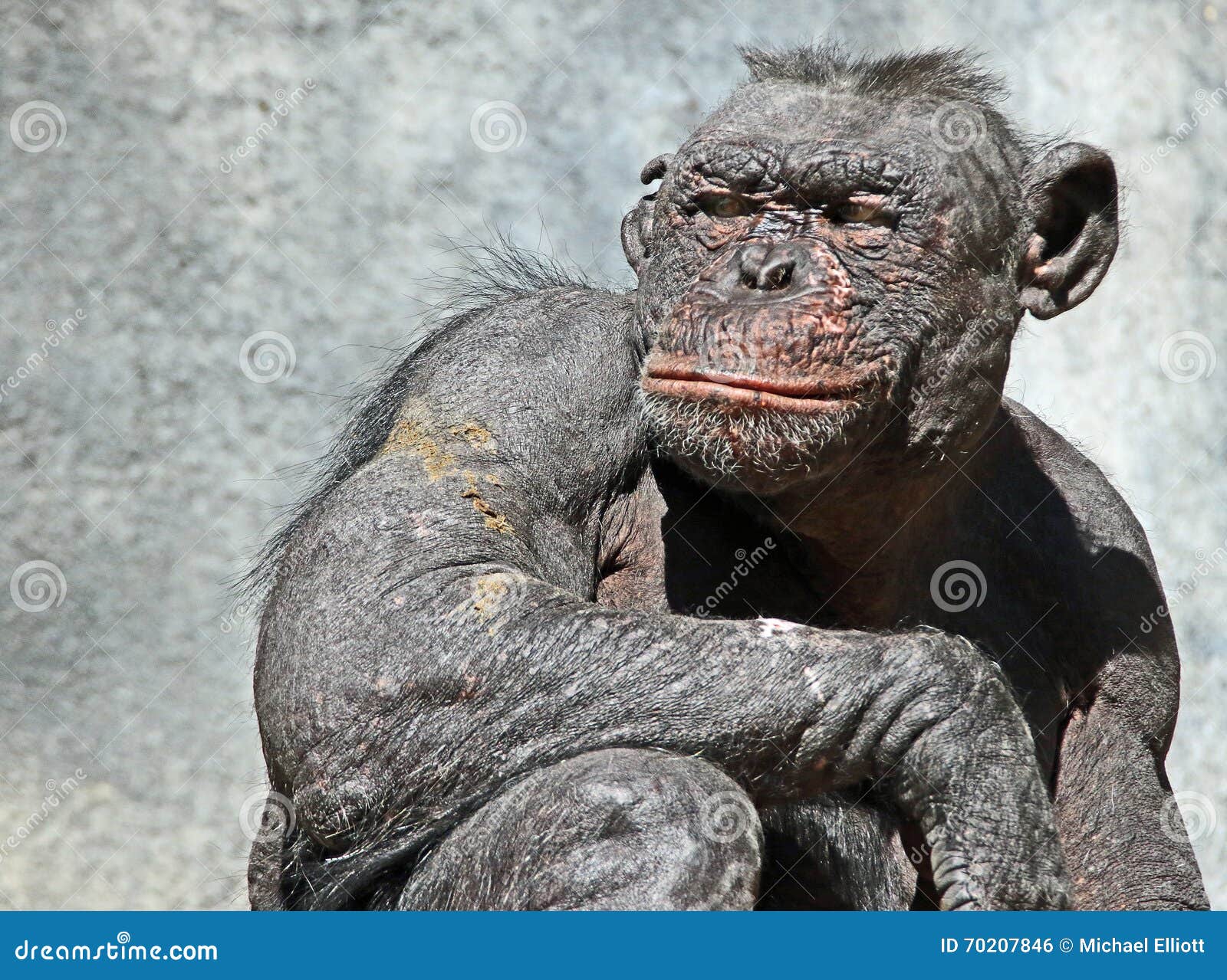 Chimpanzee stock photo. Image of fingers, arms, brown - 70207846