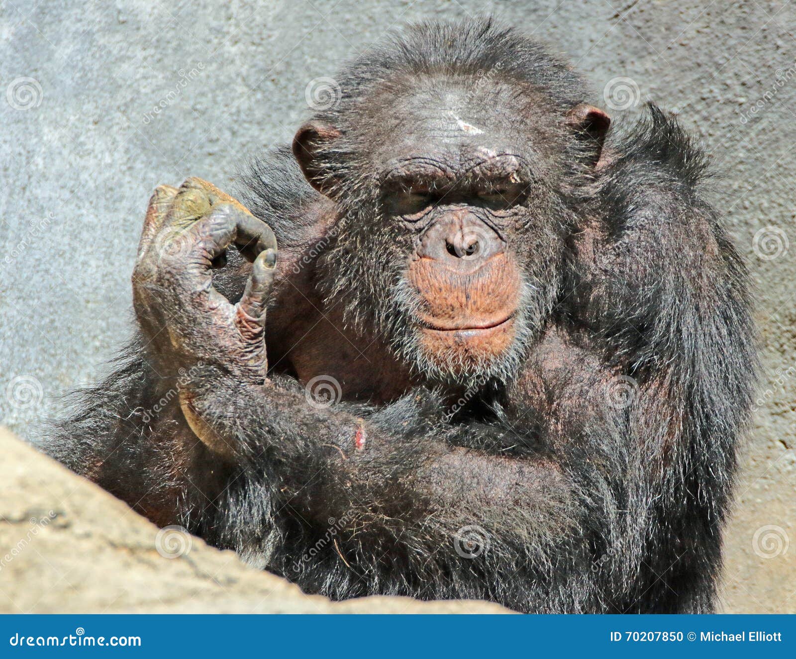 Chimpanzee stock photo. Image of humorous, hairy, front - 70207850