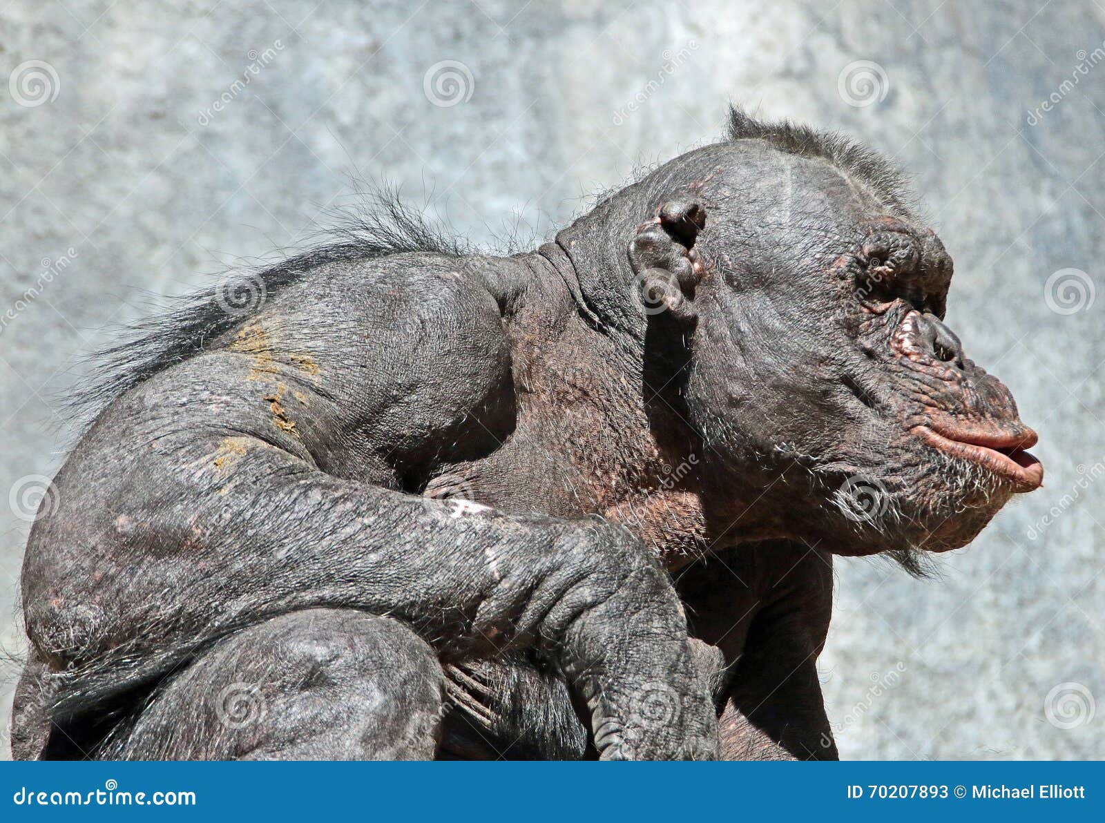 Chimpanzee stock image. Image of front, close, furry - 70207893