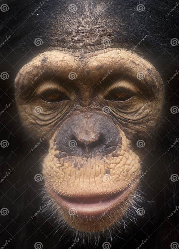 Chimpanzee Face Close Up-grain Stock Image - Image of smile, primate ...