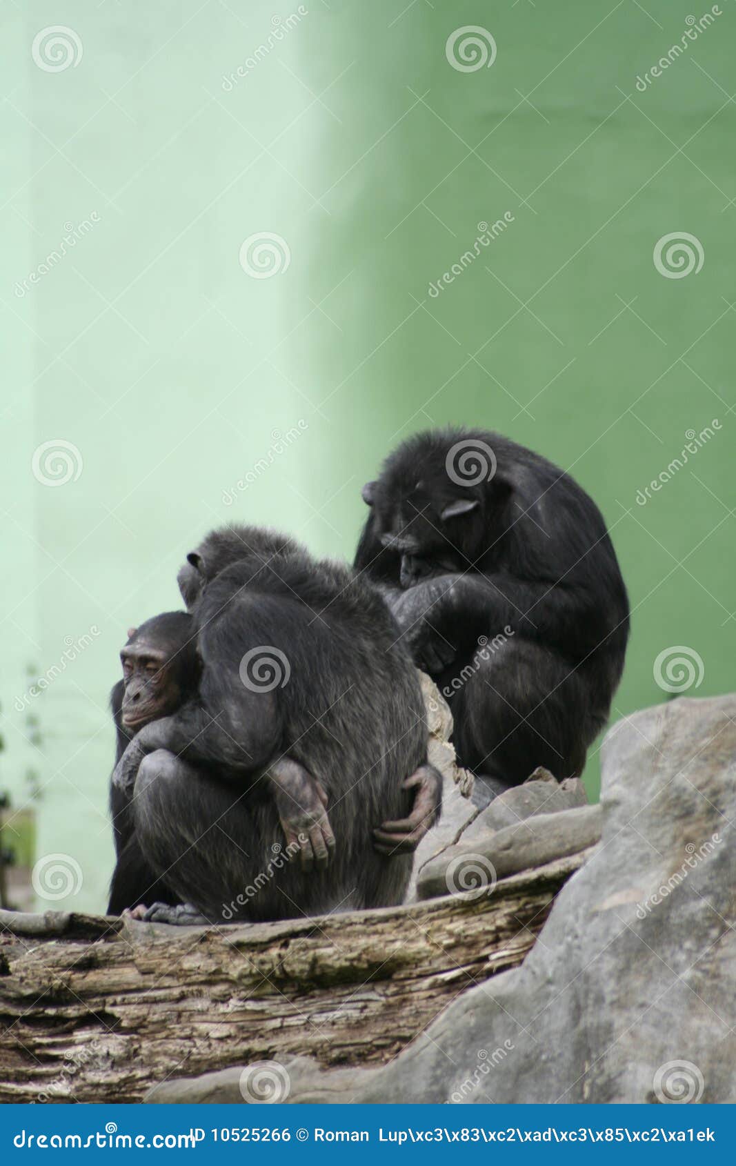 Chimpanzee family stock photo. Image of gesture, forest - 10525266