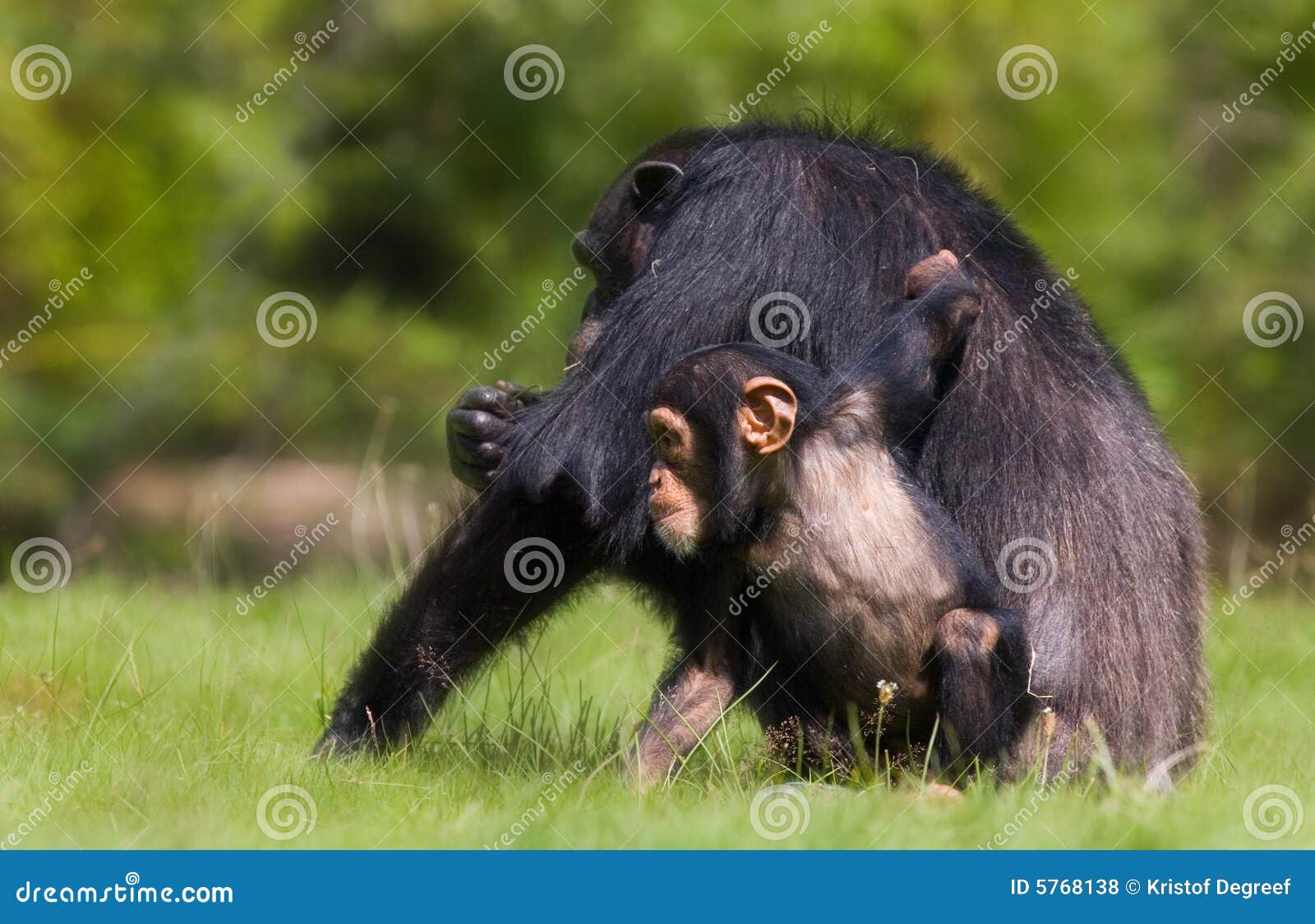 Chimpanzee family stock photo. Image of dexterous, mother - 5768138