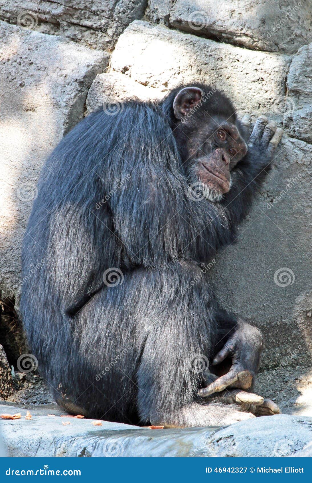 Chimpanzee stock image. Image of rest, monkey, relax - 46942327