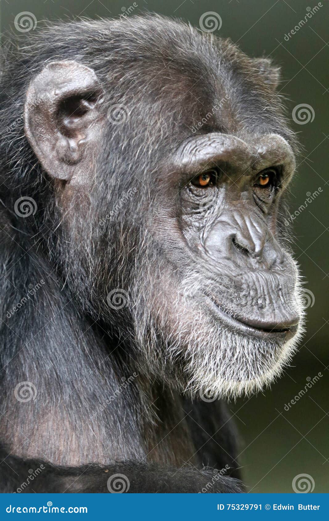 Chimpanzee stock image. Image of alone, female, mammal - 75329791
