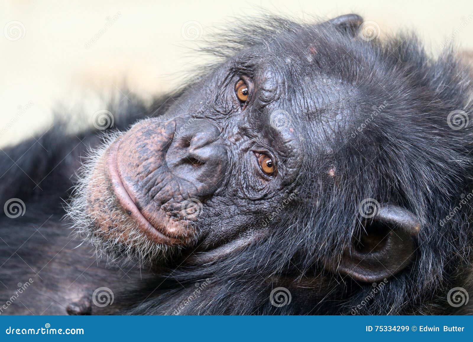 Chimpanzee stock image. Image of social, mammal, species - 75334299