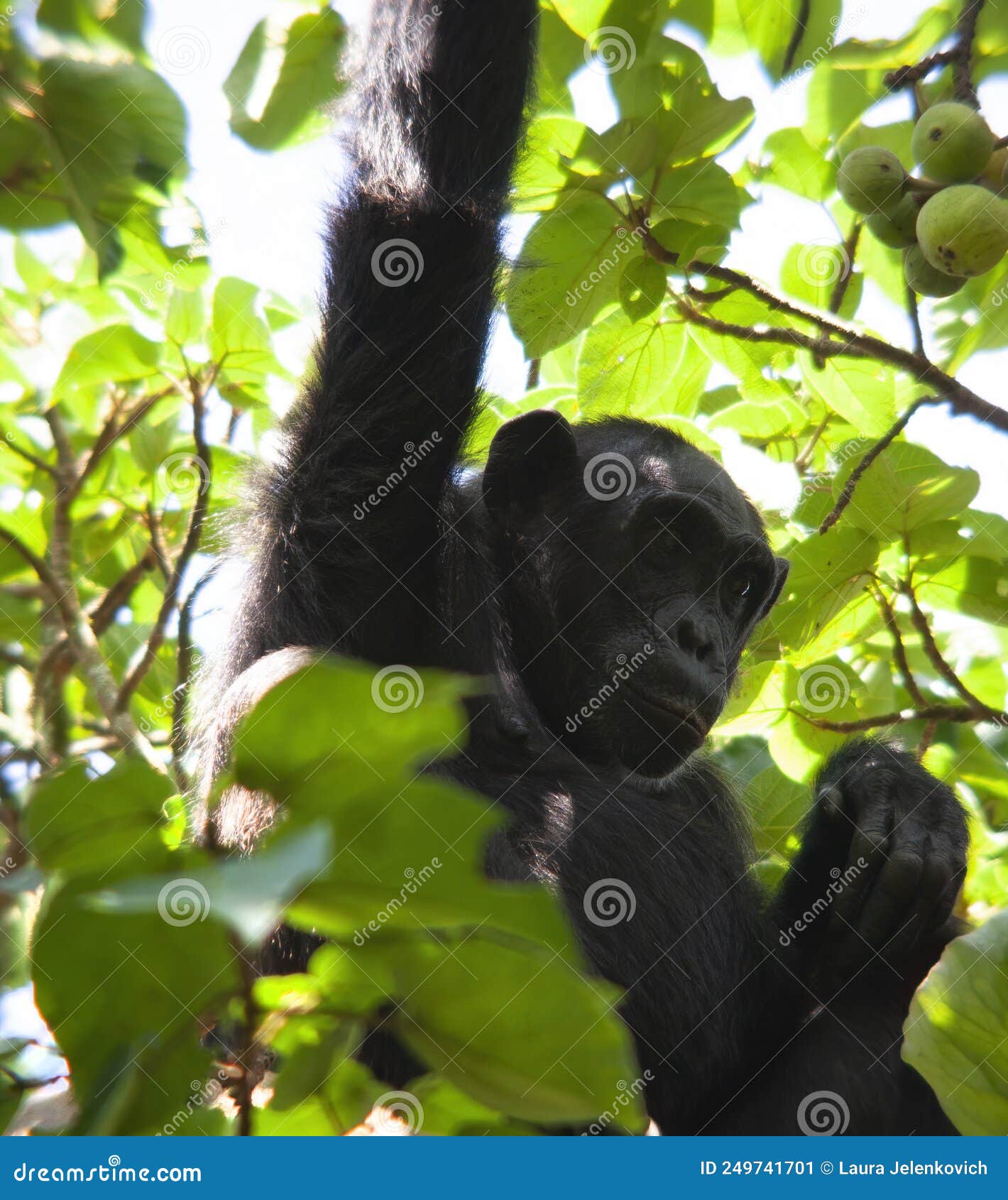 Chimpanzee Chilling Out With Feet On Fence At Zoo Stock Image ...
