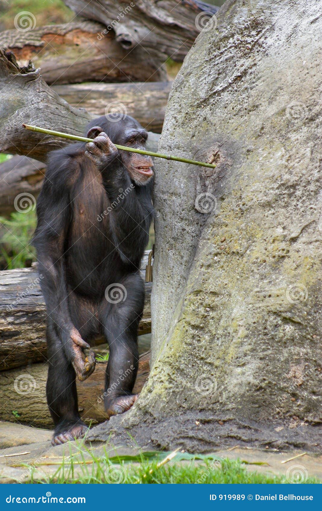Chimpanzee Fishing for Food Stock Image - Image of chimpanzee, wild: 919989