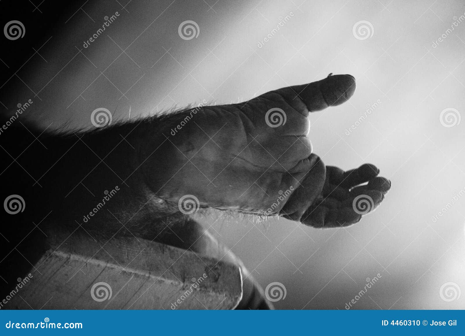 Chimpanzee Foot stock photo. Image of knuckle, chimp, black - 4460310