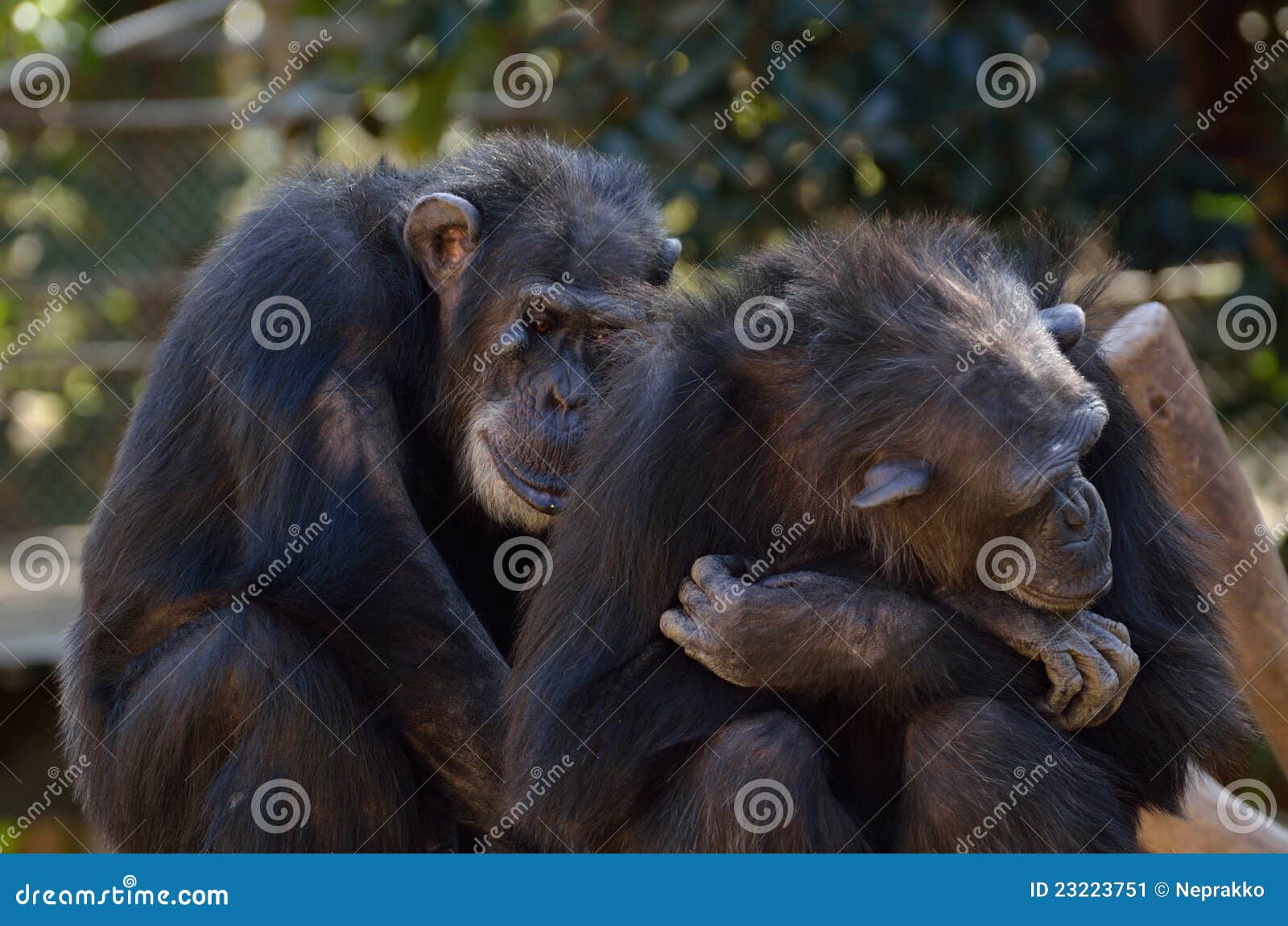 Chimpanzee friends stock image. Image of jungle, chest - 23223751