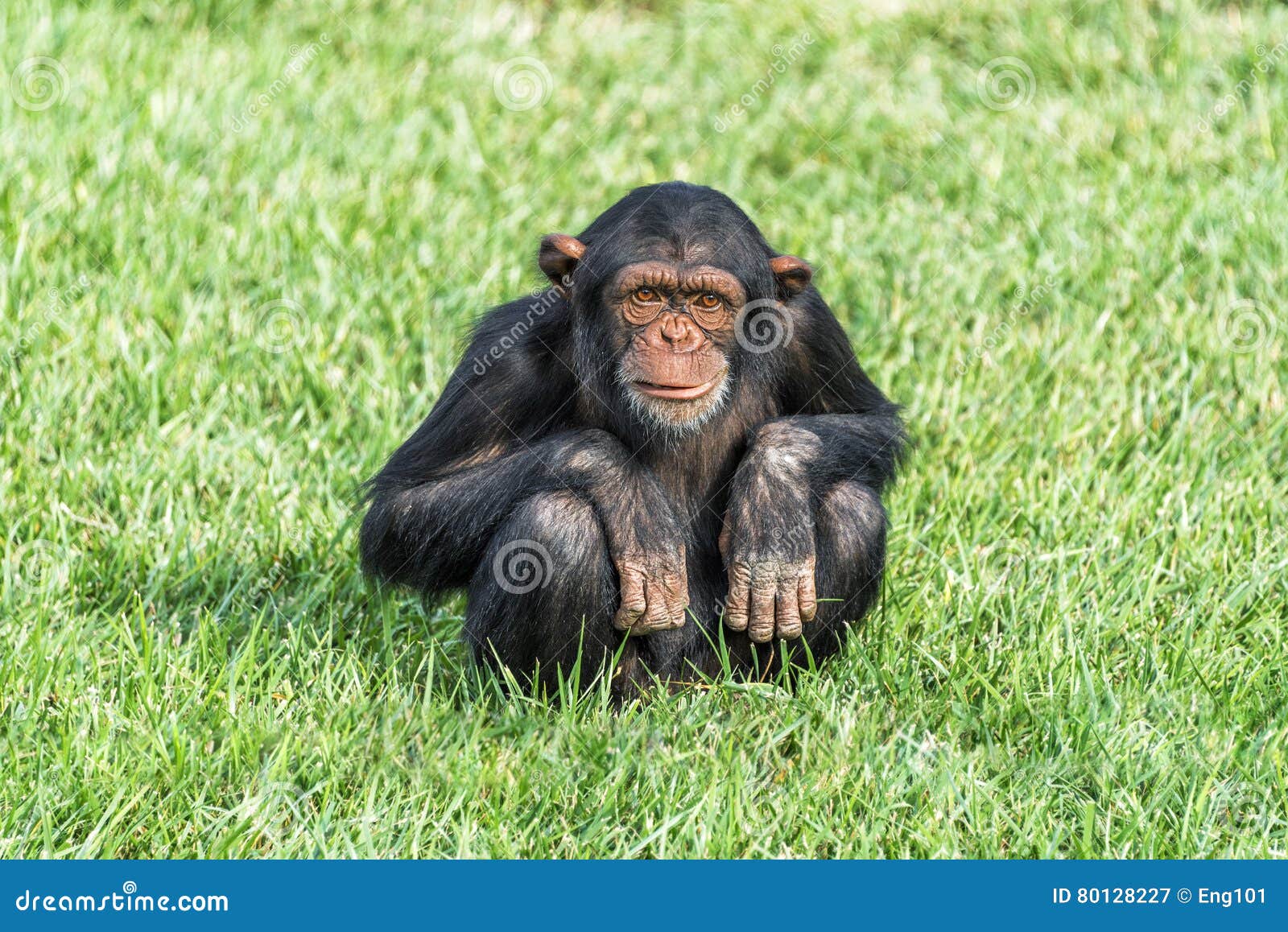 Chimpanzee on a Grass Field Stock Image - Image of field, chimp: 80128227