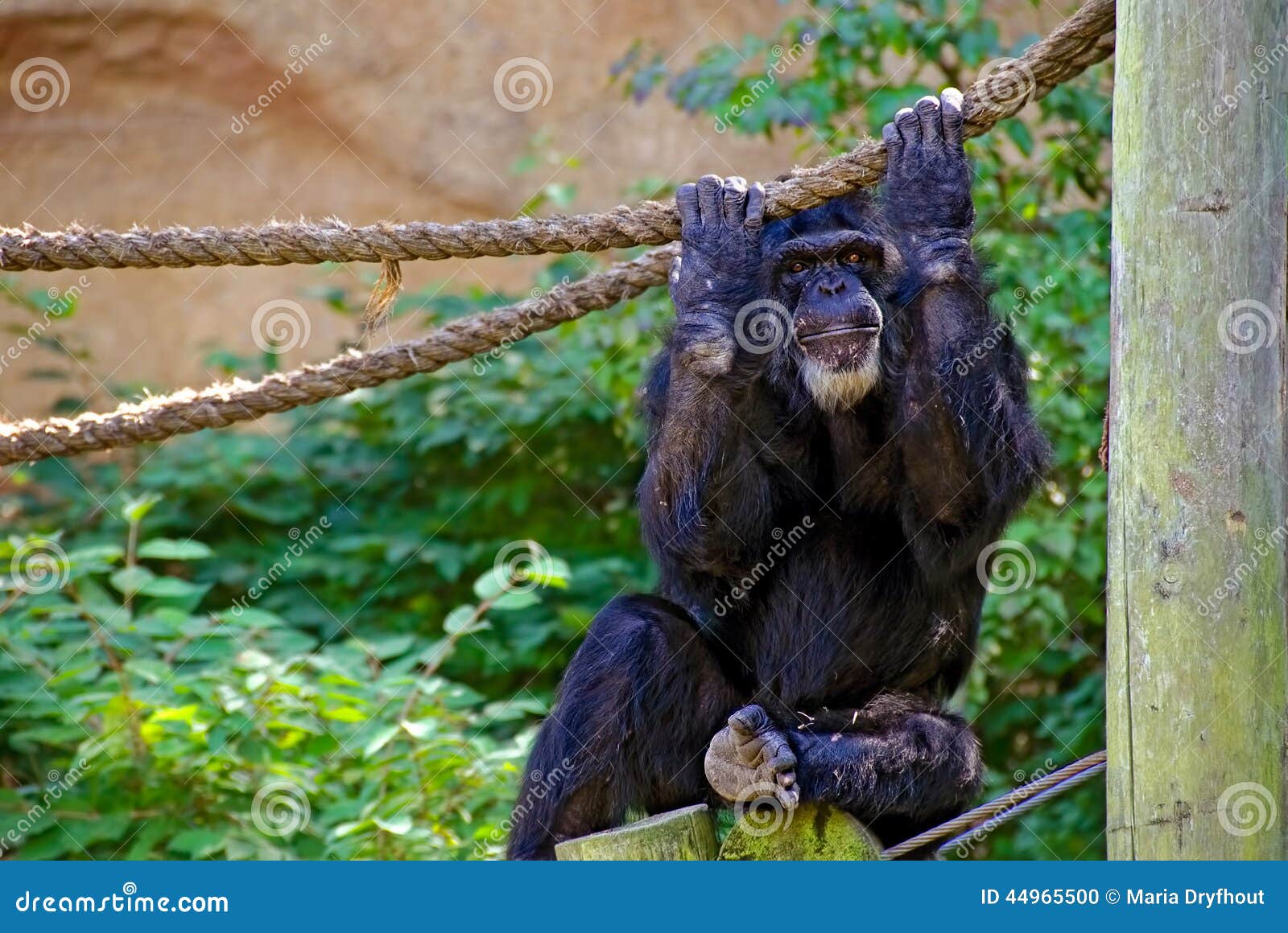 Chimpanzee gripping a rope stock photo. Image of chimp - 44965500