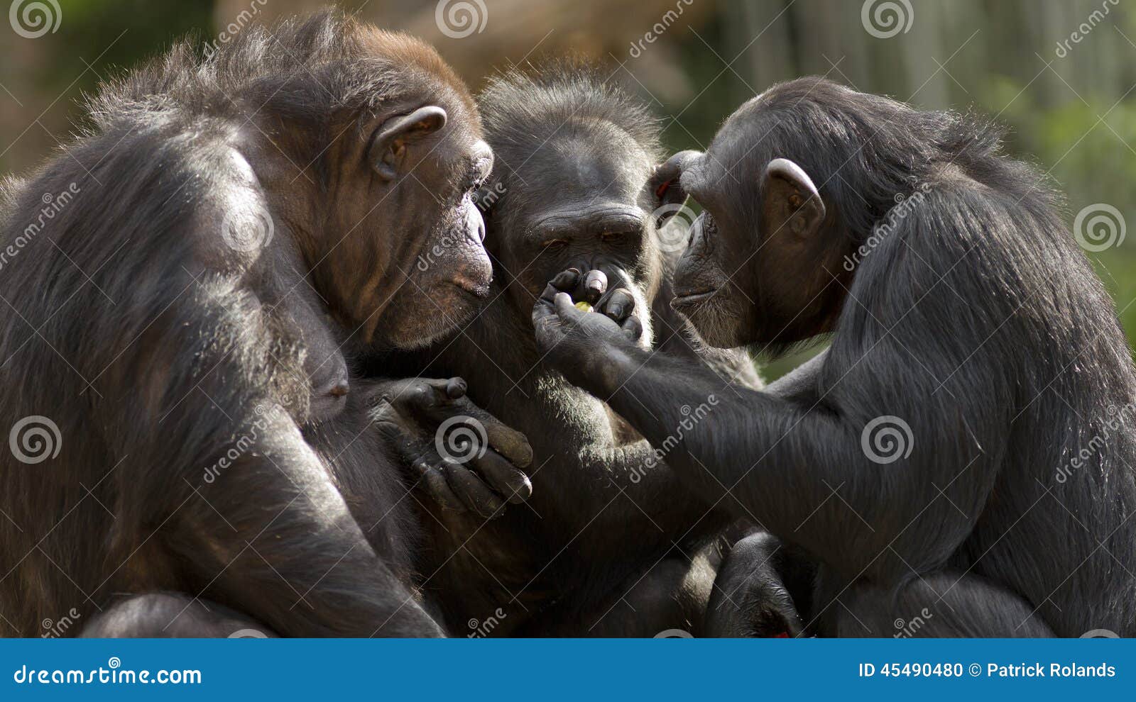 Chimpanzee group stock photo. Image of jungle, teamwork - 45490480