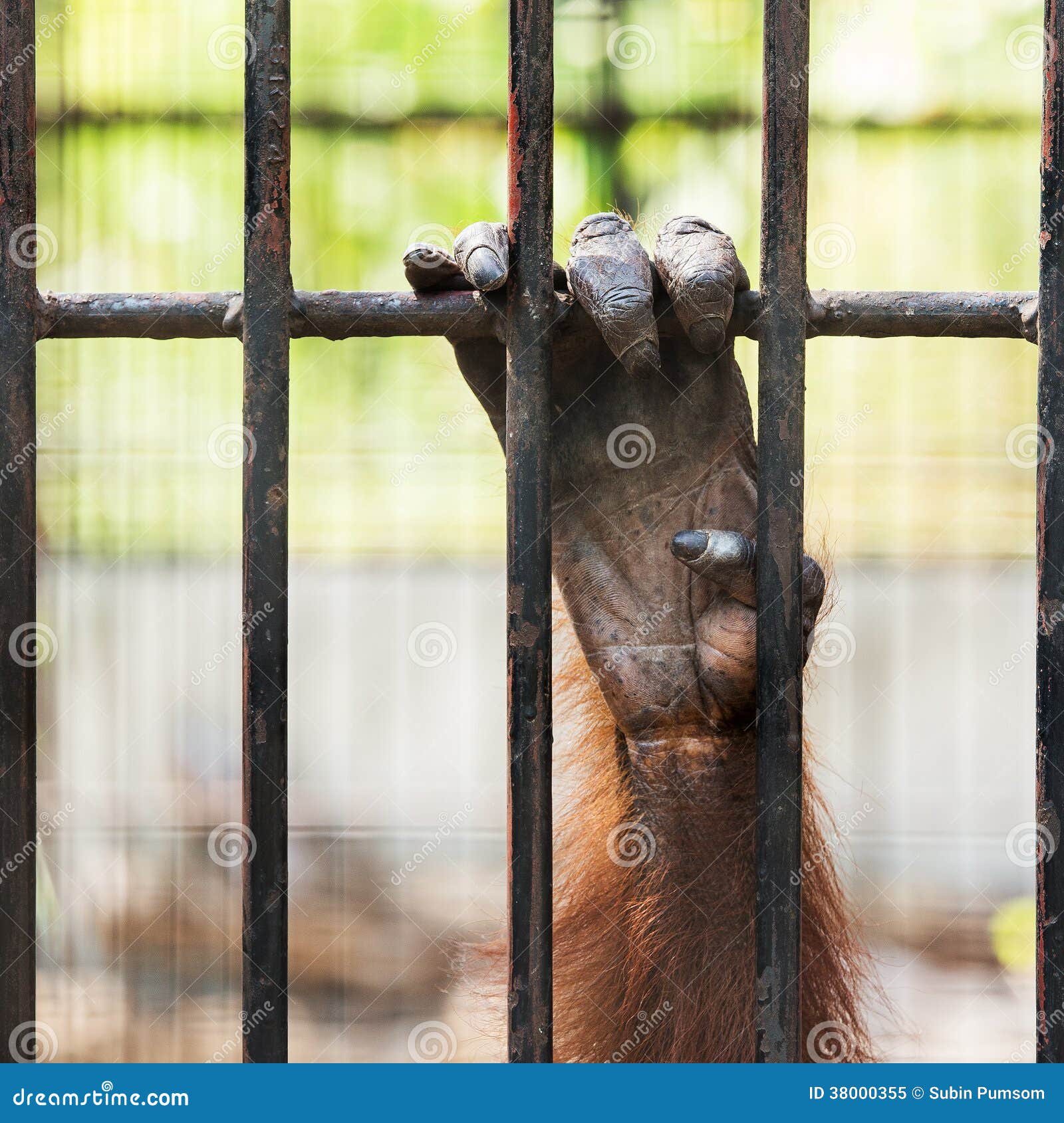 Chimpanzee hand. stock image. Image of heartbreaking - 38000355