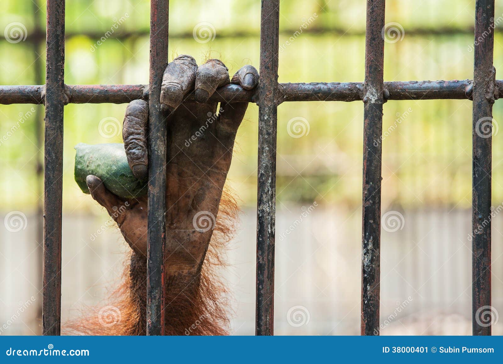 Chimpanzee hand. stock image. Image of finger, cooperation - 38000401