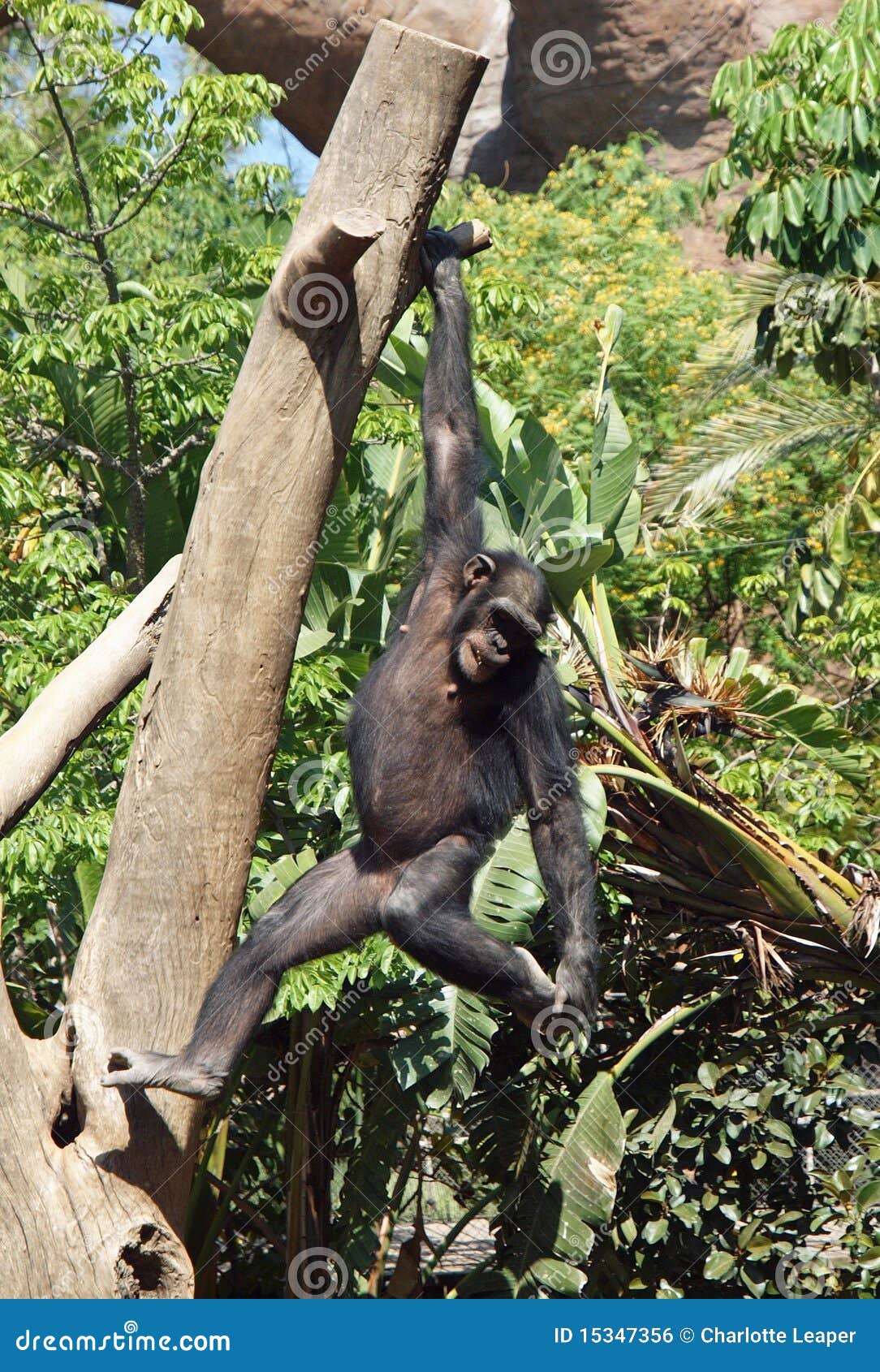 Chimpanzee Hanging from Tree Stock Photo - Image of chimpanzee, primate ...