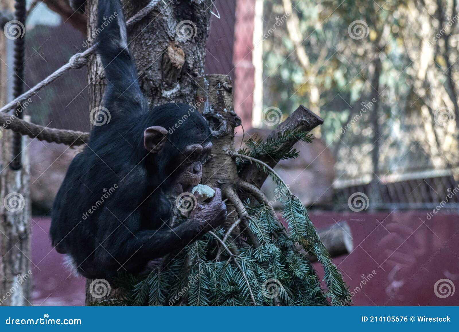 152 Chimpanzee Hanging Tree Photos - Free & Royalty-Free Stock Photos ...