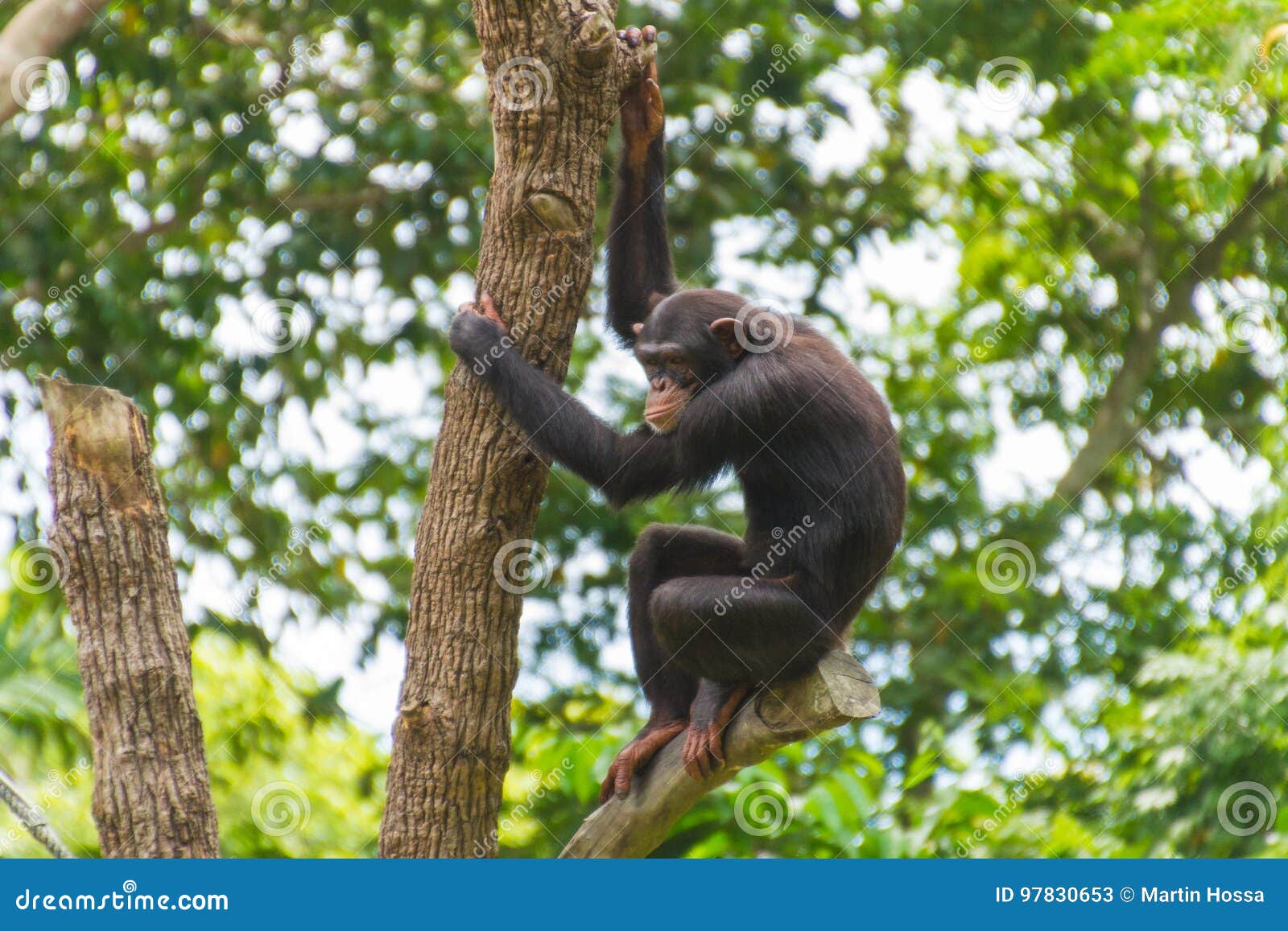 Chimpanzee Hanging on Tree in Jungle Looking Down Stock Image - Image ...