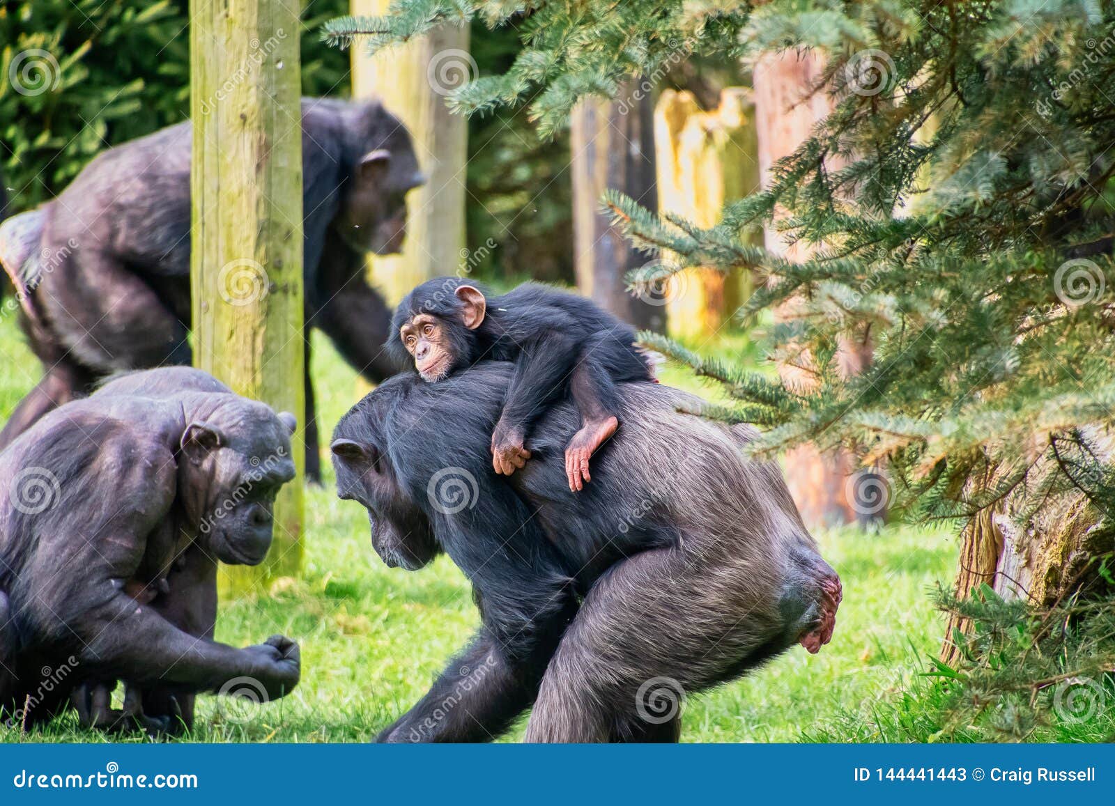Chimpanzee with Her Young Baby Stock Image - Image of cute, female ...