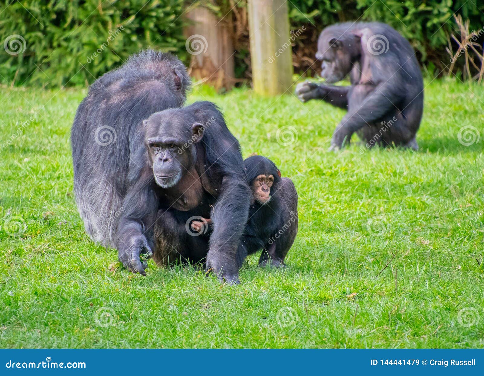 Chimpanzee with Her Young Baby Stock Image - Image of smile, nature ...