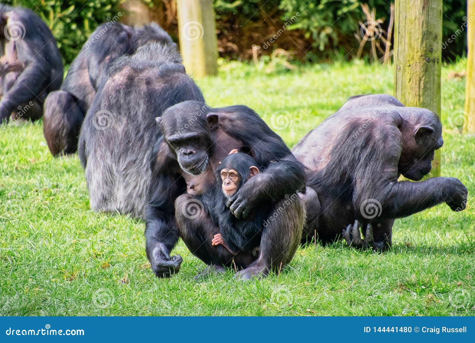 Chimpanzee with Her Young Baby Stock Photo - Image of endangered ...