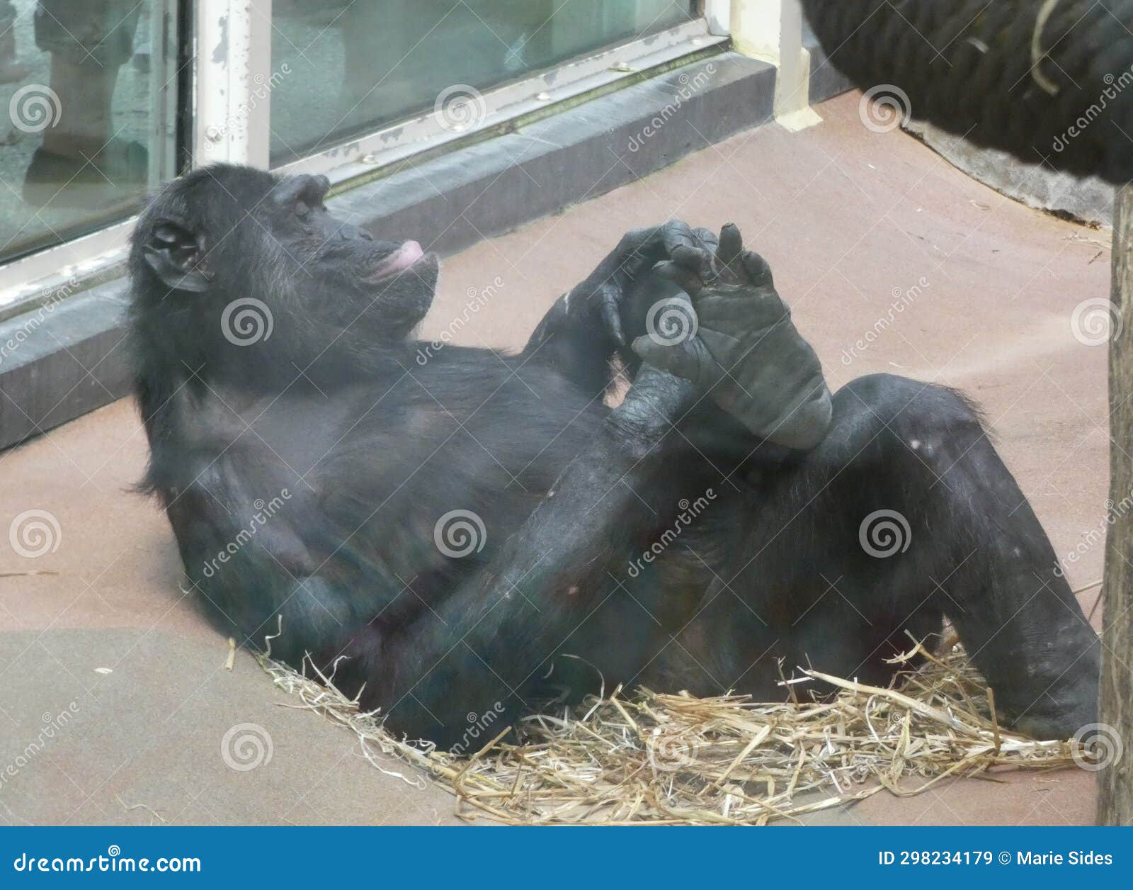 A relaxed chimpanzee stock image. Image of sculpture - 298234179