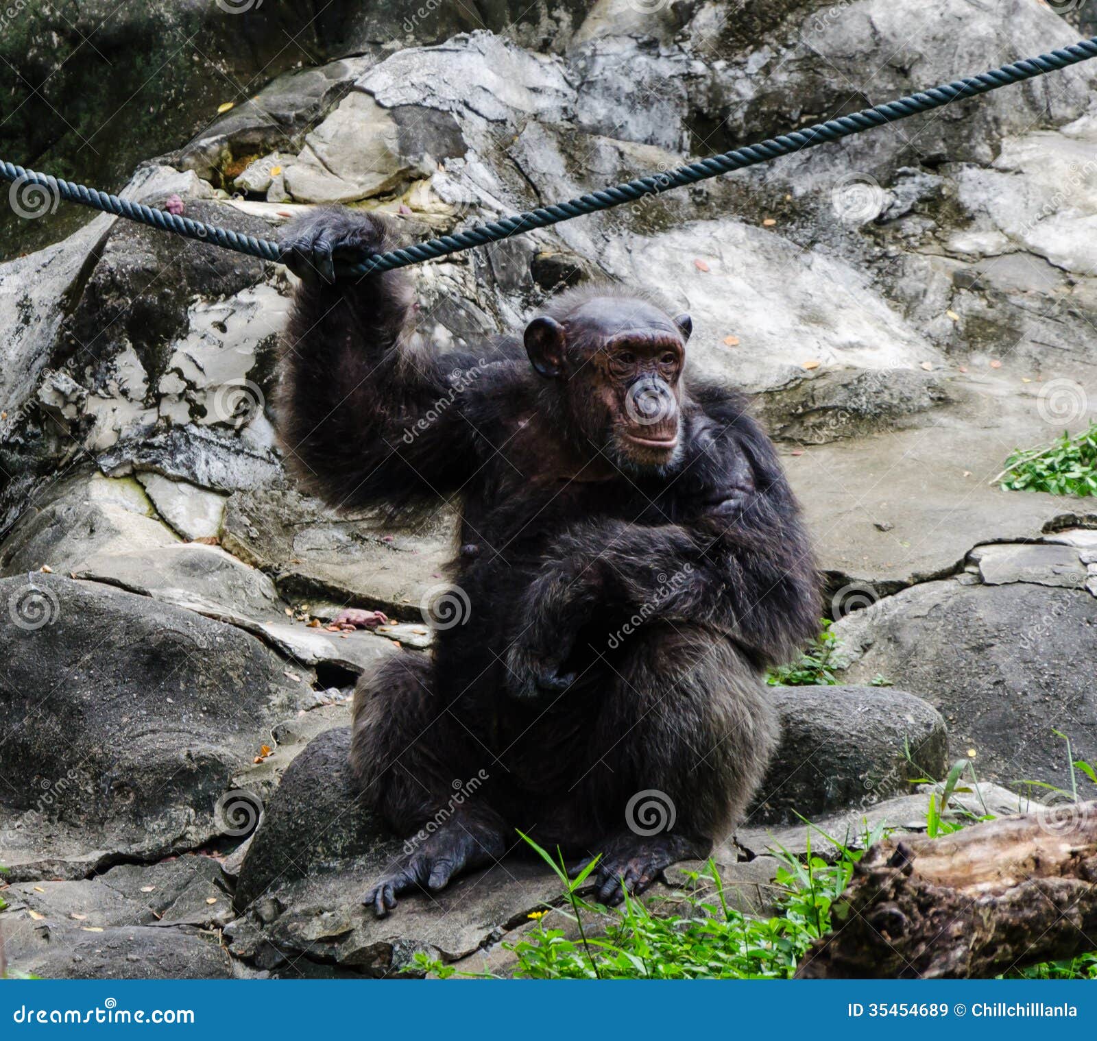 Chimpanzee holding rope stock image. Image of safari - 35454689