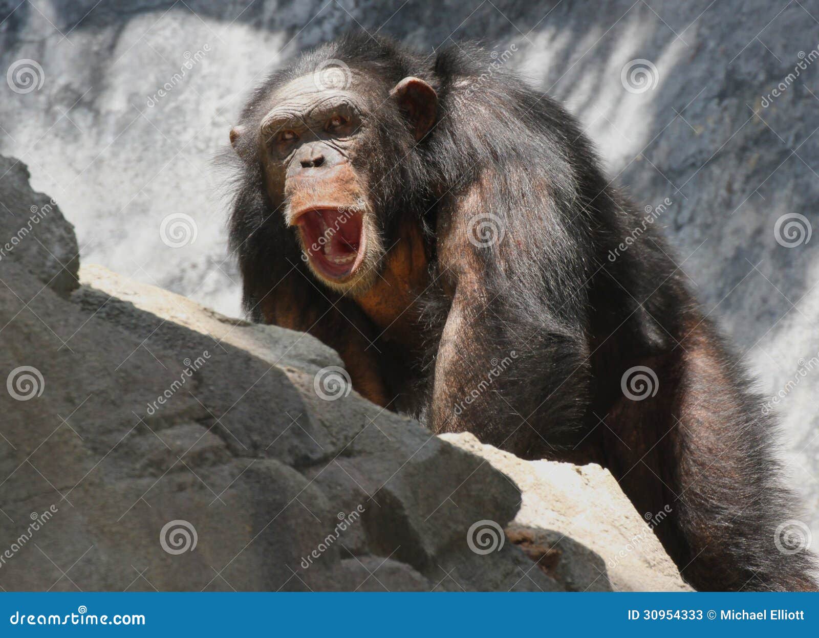 Chimpanzee stock image. Image of anger, relaxation, laziness - 30954333