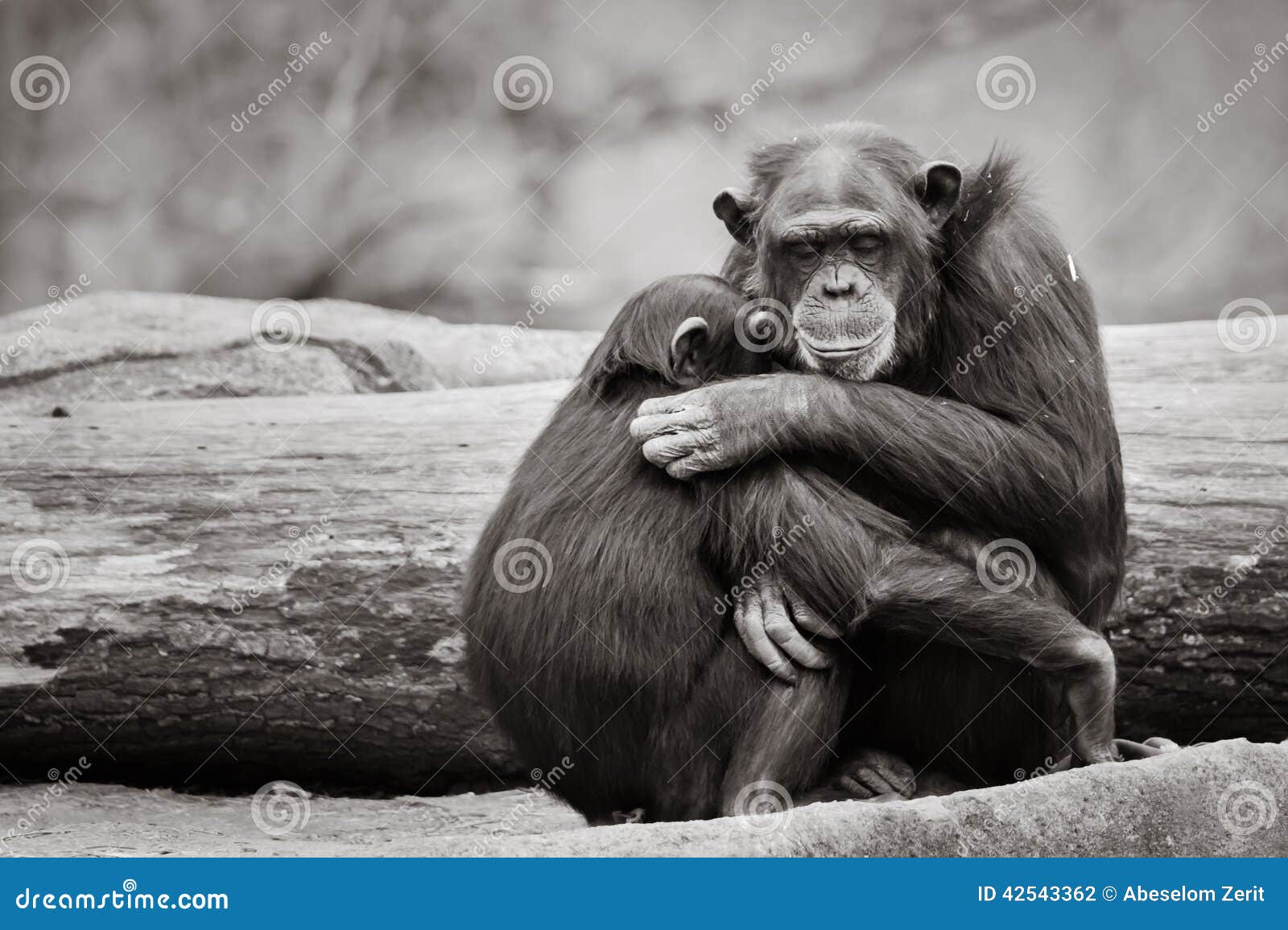Chimpanzee Hug stock photo. Image of mammal, monkey, hugging - 42543362
