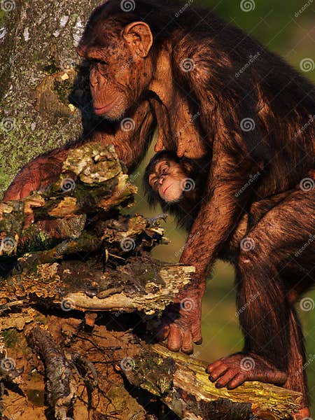 Chimpanzee with an Infant on Her Belly Stock Image - Image of monkey ...