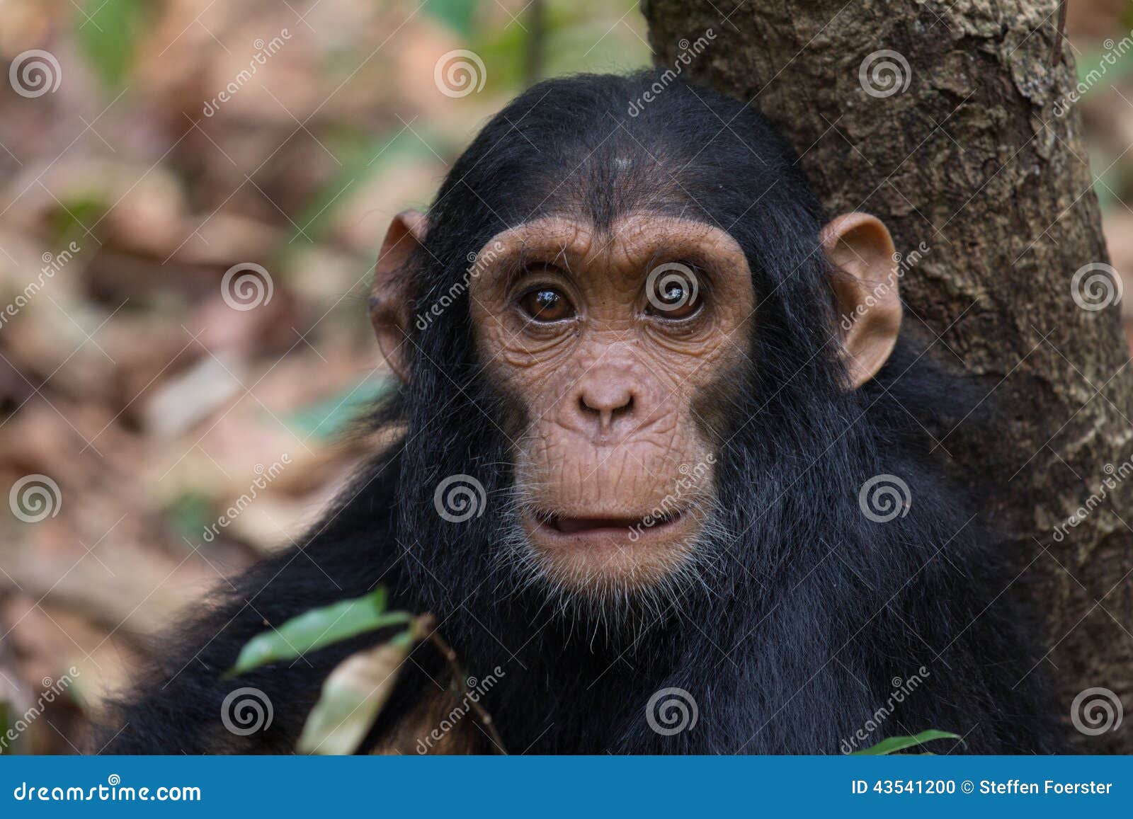 Chimpanzee infant stock photo. Image of primates, wildlife - 43541200